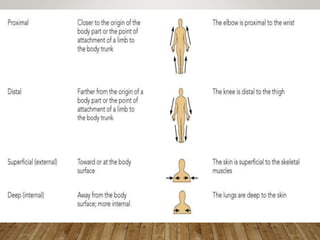 4. Anatomical terms.ppt