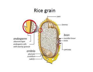 4. Rice.pdf
