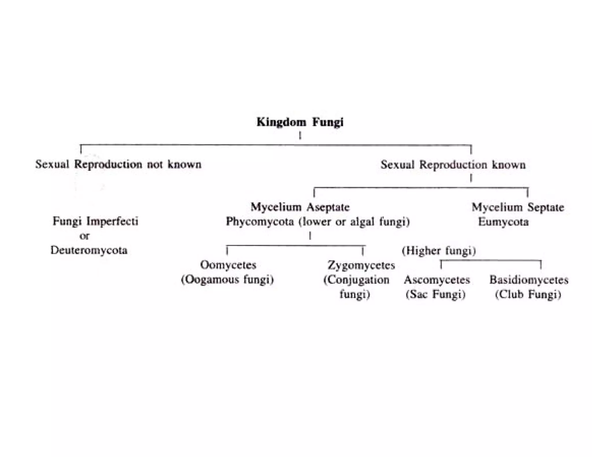 4. Classification of Fungi.pdf