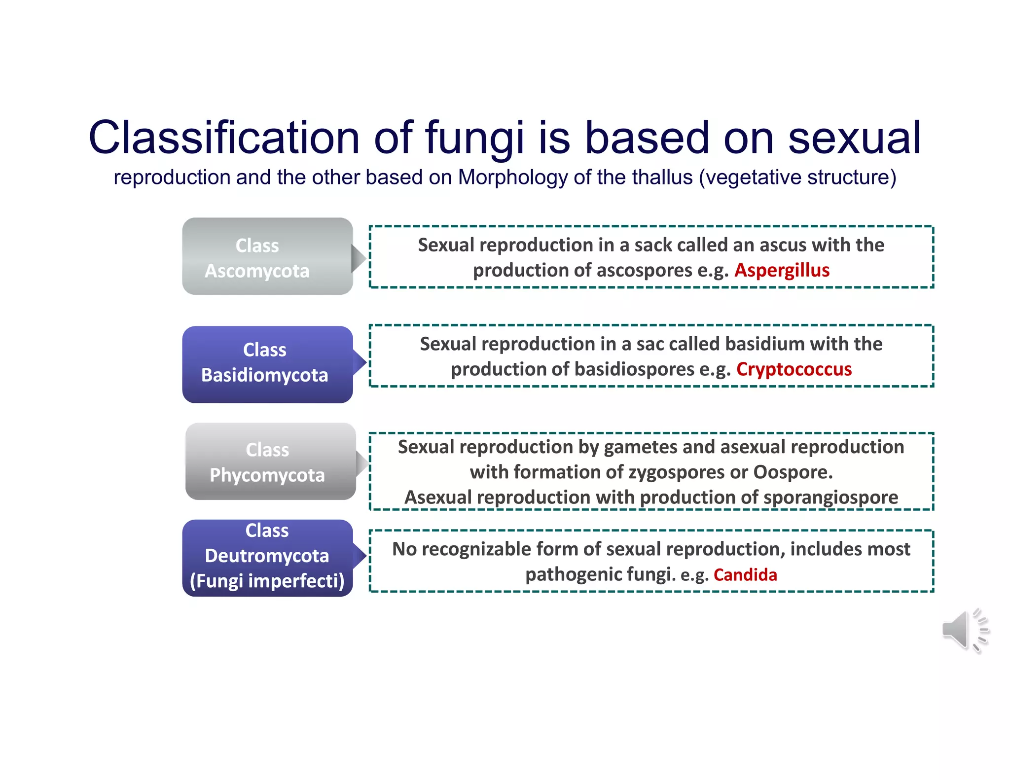 4. Classification of Fungi.pdf
