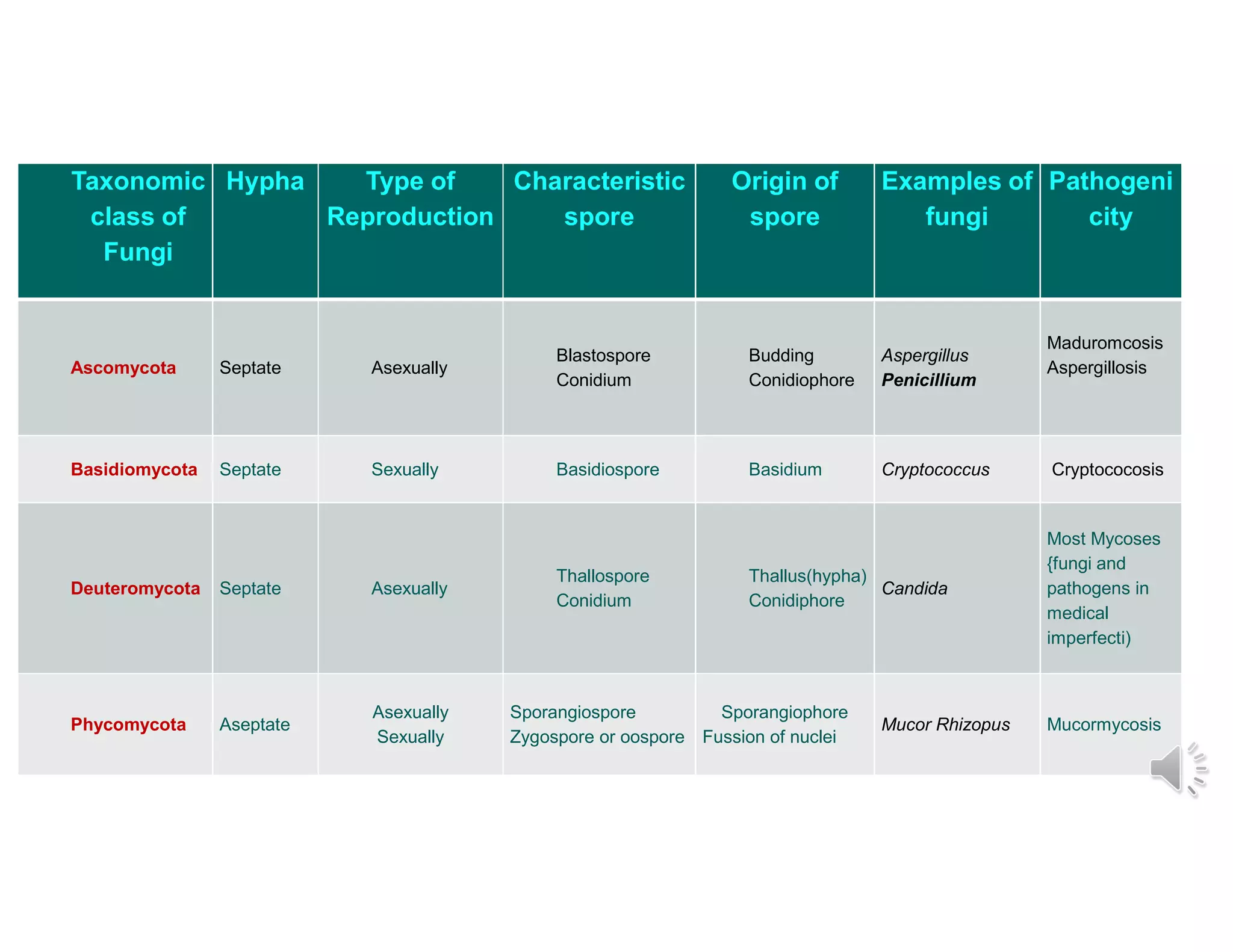 4. Classification of Fungi.pdf