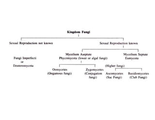 4. Classification of Fungi.pdf