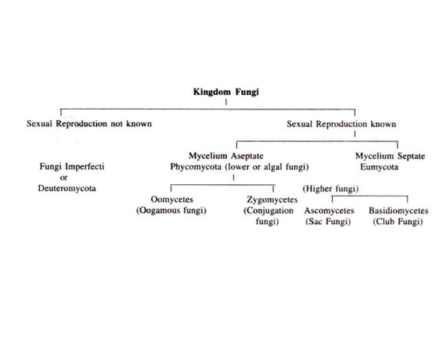 4. Classification of Fungi.pdf