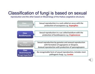 4. Classification of Fungi.pdf
