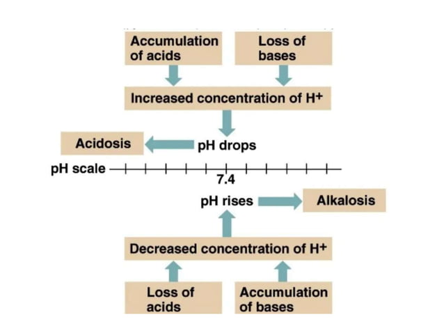 4. Acid base balance (Biochemistry) | PPTX | Lung and Respiratory ...