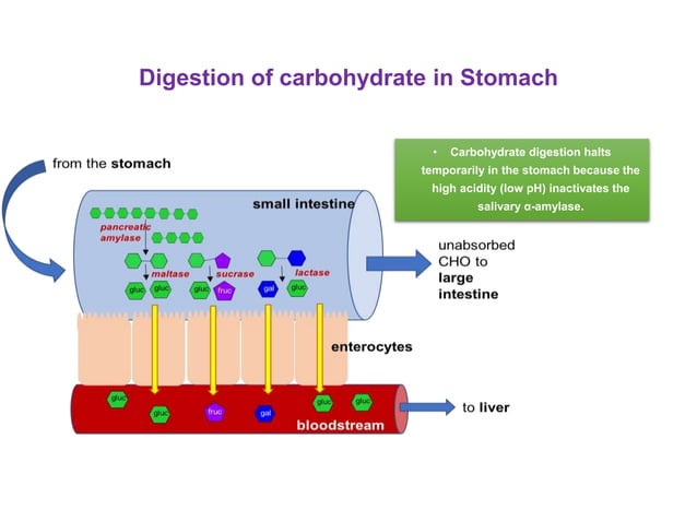 Digestion & absorption of carbohydrate.pptx | Digestive Disorders ...