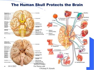 4. SRN 300 Skull Radiography and Pathologies.pdf
