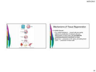 4. Tissue Repair.pdf