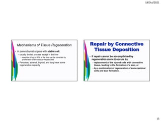 4. Tissue Repair.pdf