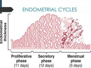 4. GAMETOGENESIS-2c FERTILIZATION AND FEMALE CYCLES.pdf