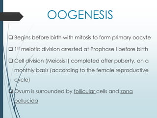 4. GAMETOGENESIS-2c FERTILIZATION AND FEMALE CYCLES.pdf