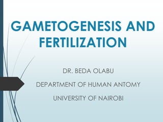 4. GAMETOGENESIS-2c FERTILIZATION AND FEMALE CYCLES.pdf