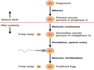 4. GAMETOGENESIS-2c FERTILIZATION AND FEMALE CYCLES.pdf