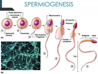 4. GAMETOGENESIS-2c FERTILIZATION AND FEMALE CYCLES.pdf