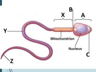 4. GAMETOGENESIS-2c FERTILIZATION AND FEMALE CYCLES.pdf