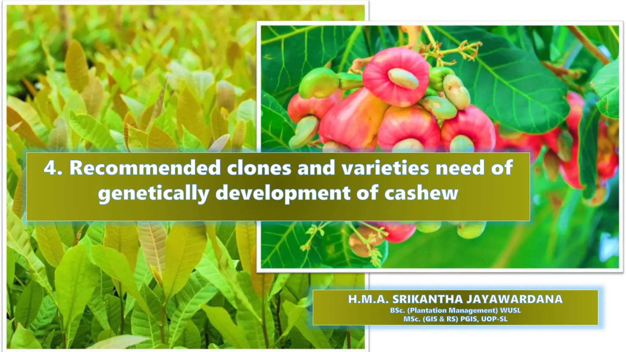 Genetically Development of Cashew | PPTX