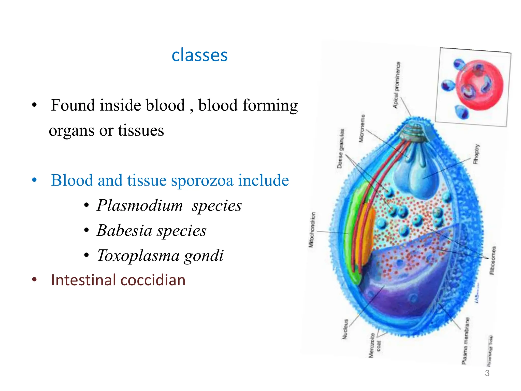 4.1. Blood and tissue coccidia.ppt