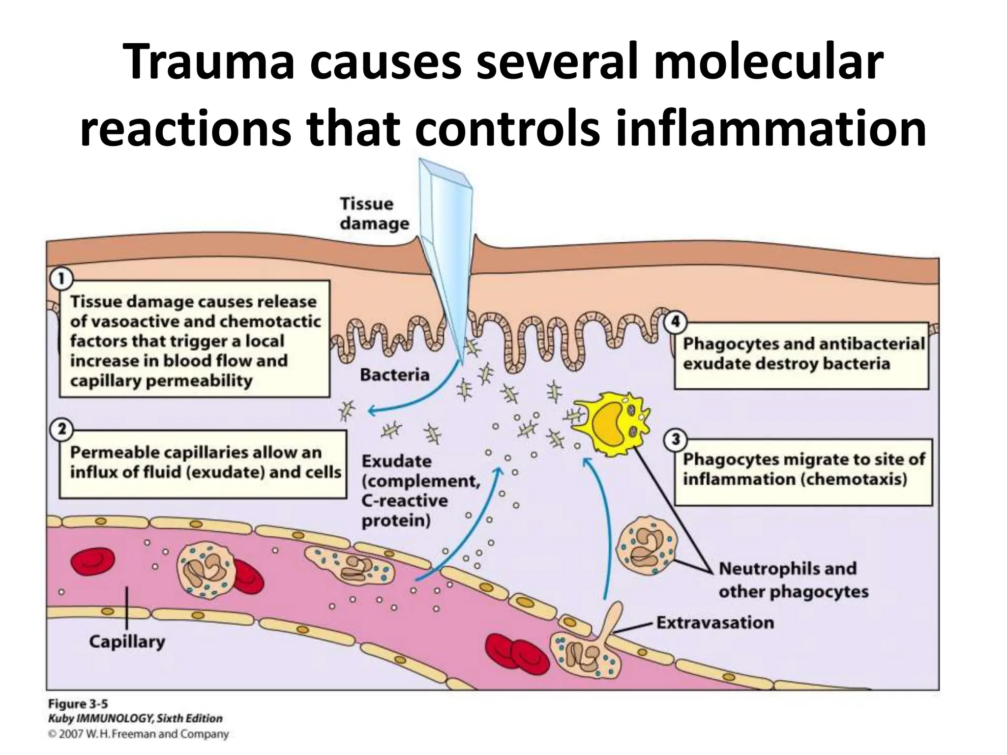 4. lecture four Molecular Mechanism of Inflammation.pptx