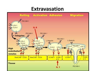 4. lecture four Molecular Mechanism of Inflammation.pptx