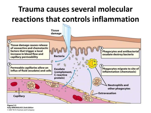 4. lecture four Molecular Mechanism of Inflammation.pptx