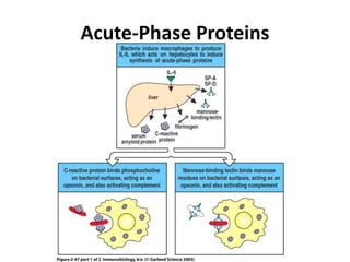 4. lecture four Molecular Mechanism of Inflammation.pptx