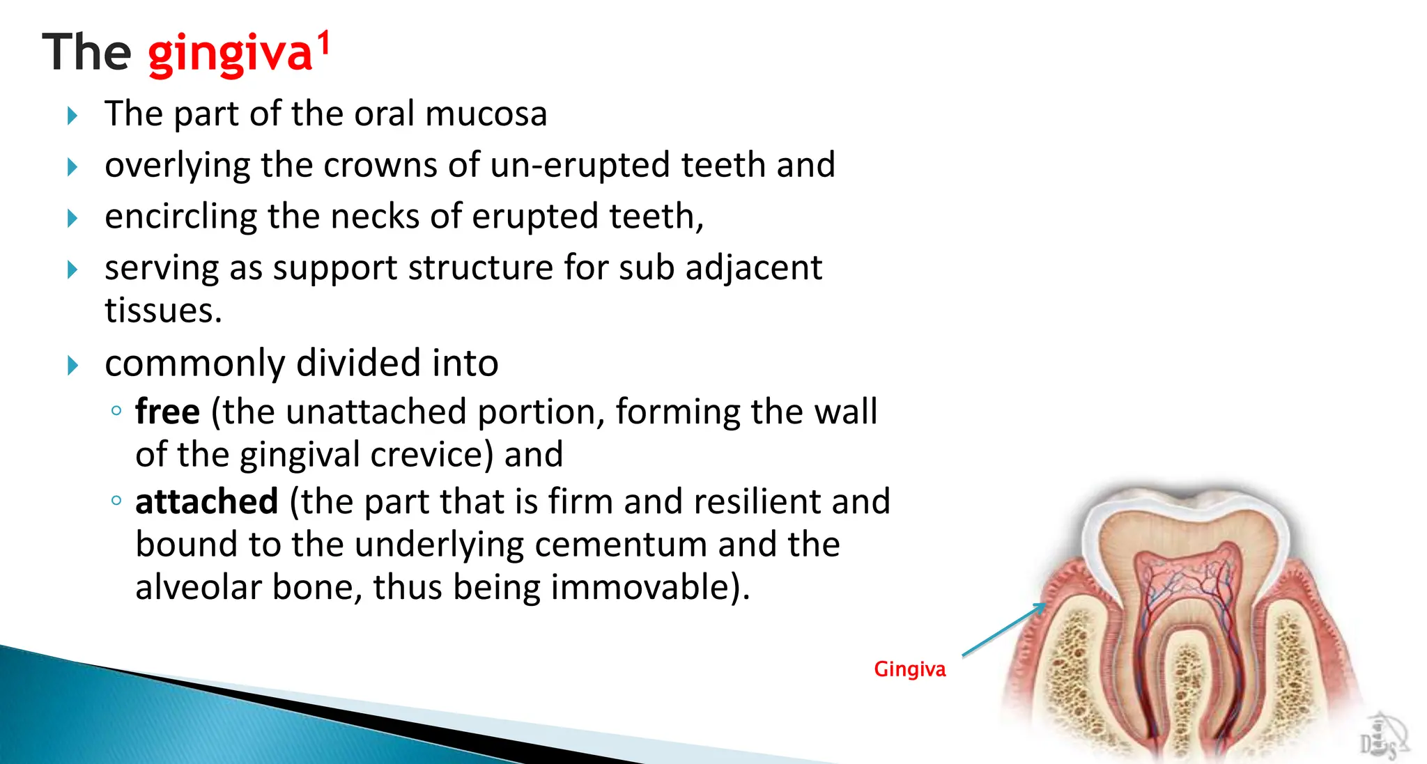 4. Dental Anatomy.pptx