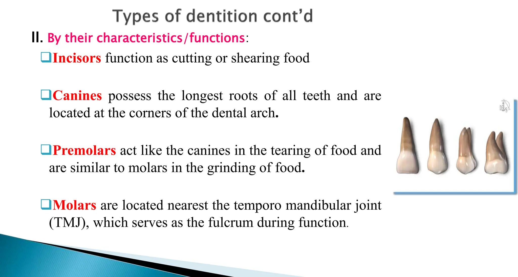 4. Dental Anatomy.pptx