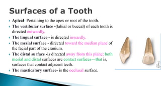 4. Dental Anatomy.pptx