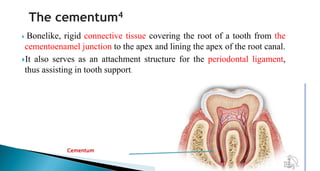 4. Dental Anatomy.pptx