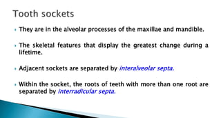 4. Dental Anatomy.pptx