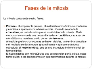 Fases de mitosis explicada de una manera mejor | PPTX