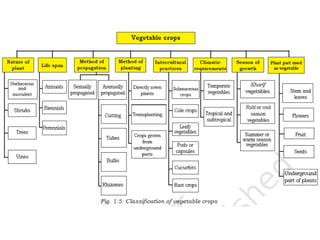 4. Classification of vegetables crops.pptx