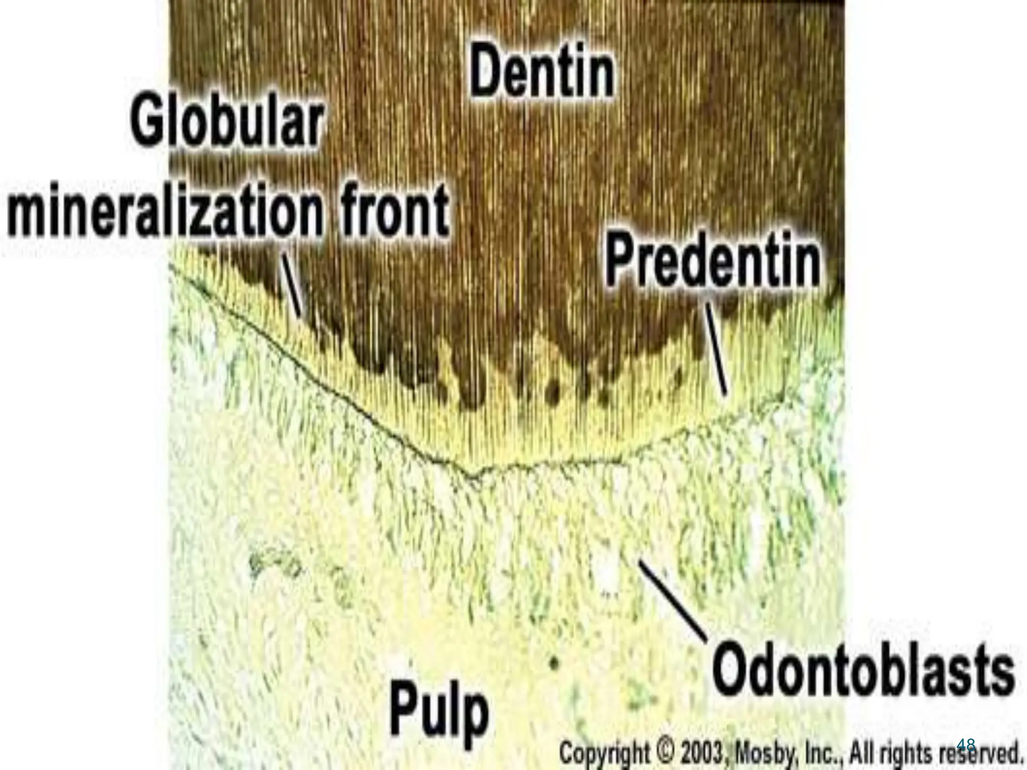 4.DENTIN.ppt dental histology 1st year Bds | PPT