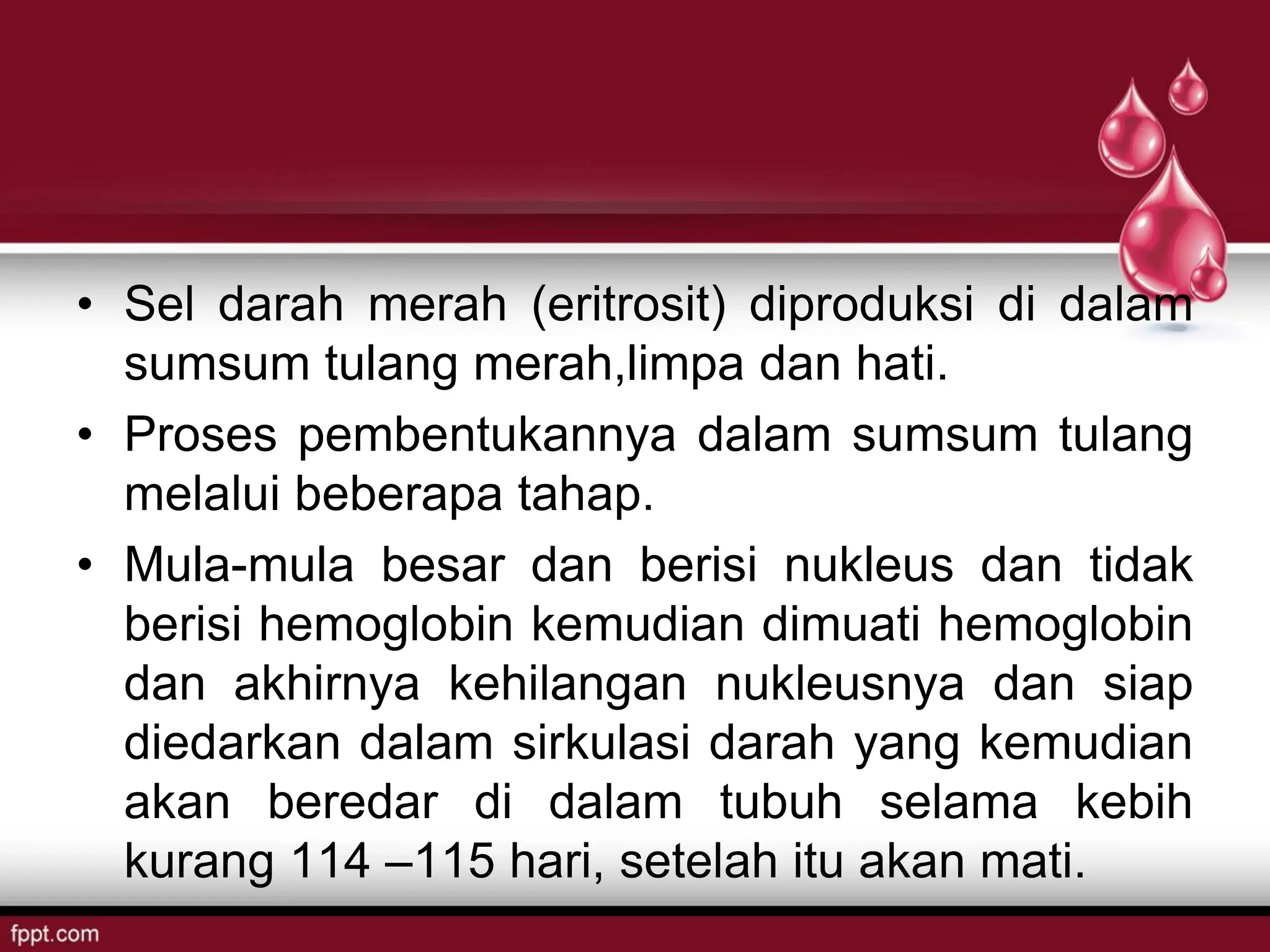 Anatomi Fisiologi sel darah manusia (sel darah Merah) | PDF