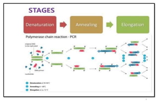 4. Brief introduction to Polymerase Chain Reaction.pptx