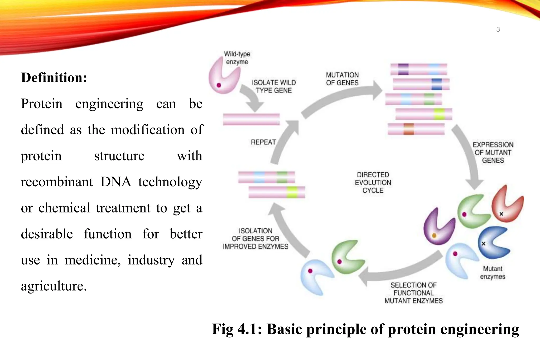 4 . Brief introduction to protein engineering.pptx