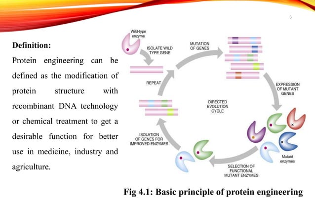 4 . Brief introduction to protein engineering.pptx