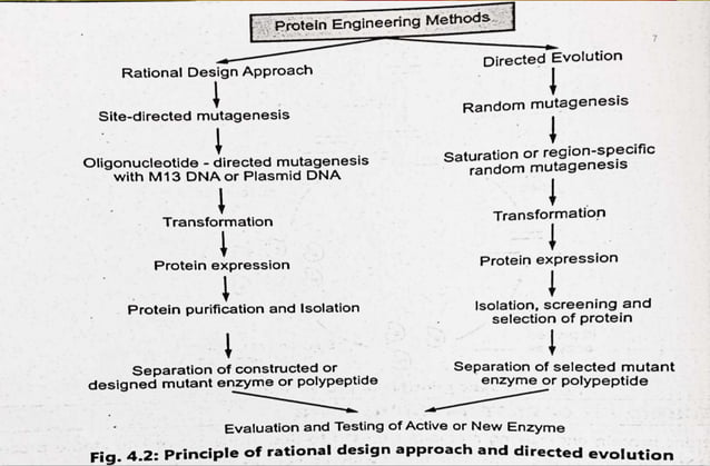 4 . Brief introduction to protein engineering.pptx