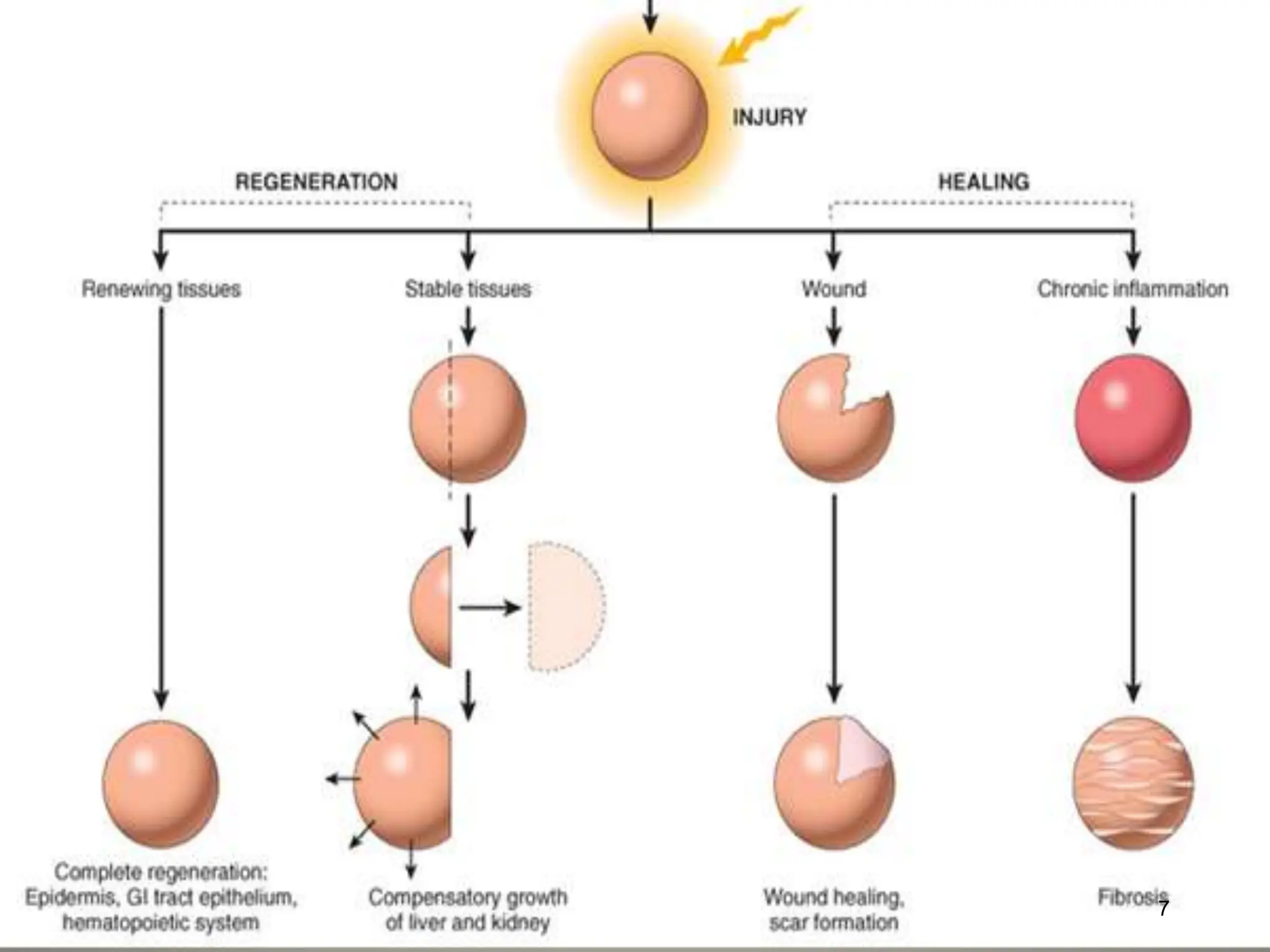 4. Pathology -midwifery stu-Tissue repair(1).ppt