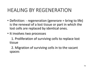 4. Pathology -midwifery stu-Tissue repair(1).ppt