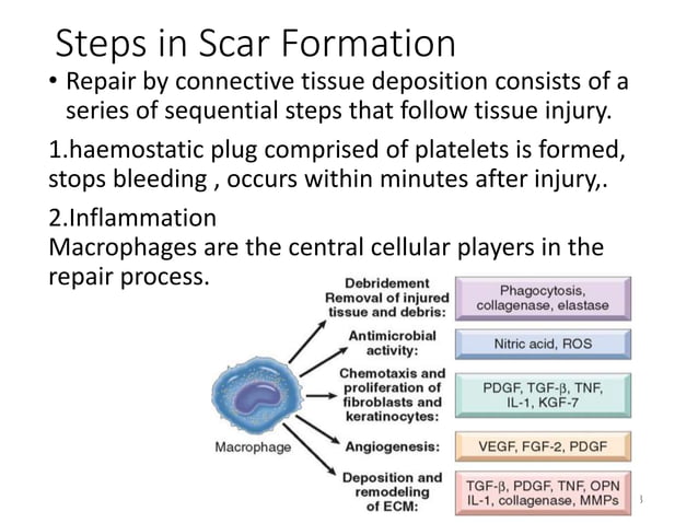 4. Pathology -midwifery stu-Tissue repair(1).ppt