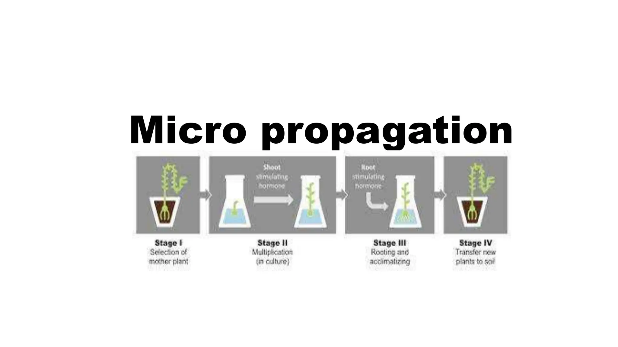 4.2 Micropropagation-Concept and techniques3.pptx