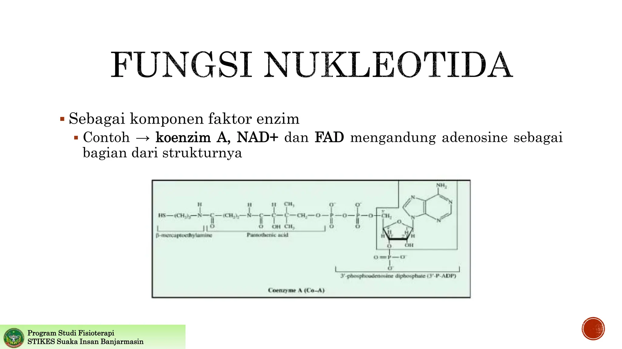 MATERI BIOLOGI MOLEKULER - ASAM NUKLEAT.pptx