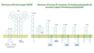 4. Nature of T cell B cell receptors.pptx