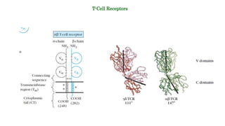 4. Nature of T cell B cell receptors.pptx
