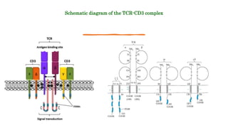 4. Nature of T cell B cell receptors.pptx