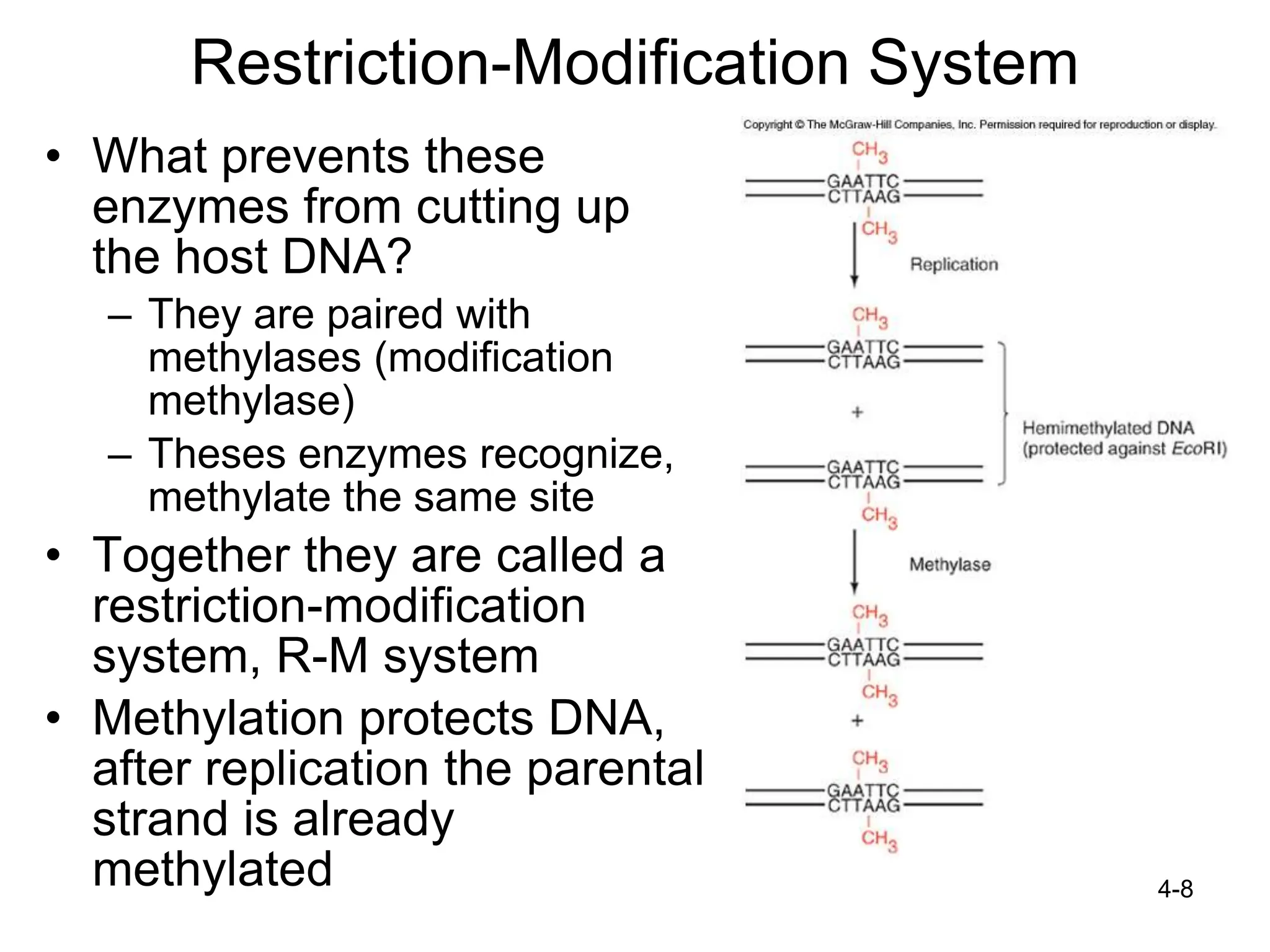 4. 618 Restriction Enzymes and Vectors.ppt