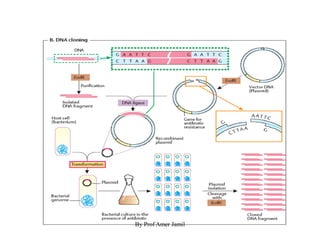 4. 618 Restriction Enzymes and Vectors.ppt