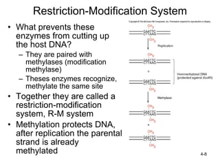 4. 618 Restriction Enzymes and Vectors.ppt