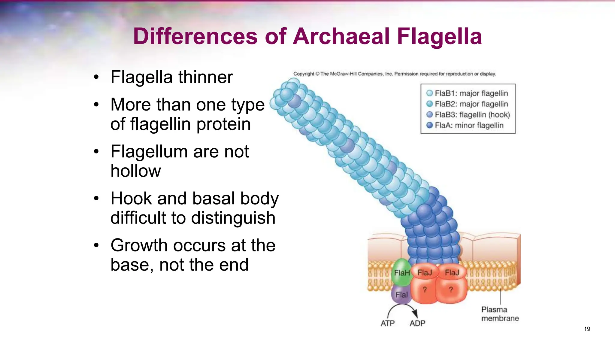 4. Archeal Cell Structure (Prescott).ppt